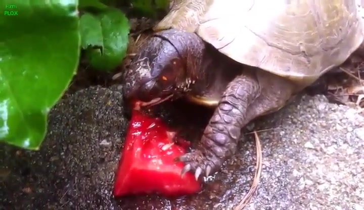 Animals Eating Watermelon Compilation