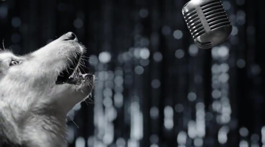 See Why These Dogs Are Singing... It's WAY More Important Than You Think