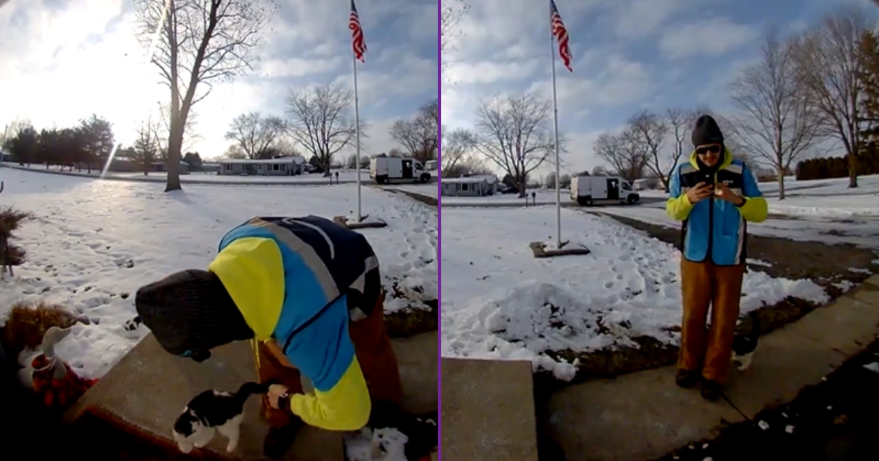 My Cat Keeps Trying to Leave With the Delivery Driver