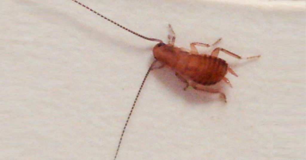 Cockroach Crawls In Sleeping Woman's Ear, Takes 9 Days & 3 Dr. Visits ...
