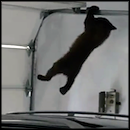 How This Mama Bear Saves Her Cub From a Garage is Unbelievable - LOL ...