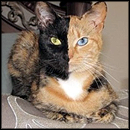 Meet Venus - the Cat That Everyone is Talking About!