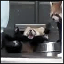 Baby Red Panda Has the Cutest Reaction to Being Startled :)
