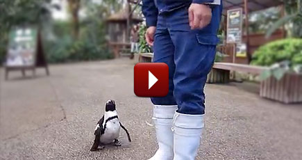 This Adorable Penguin Video May Make Your Day MUCH Better - Just Watch.