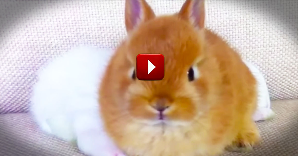 This is Silly, But I Can't Stop Watching! So Many Bunnies . . . So Much ...