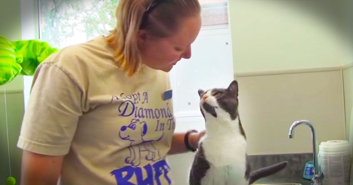 This Kitty Sure Knows The Secret To Keep His Human Happy. I Sure Wish ...