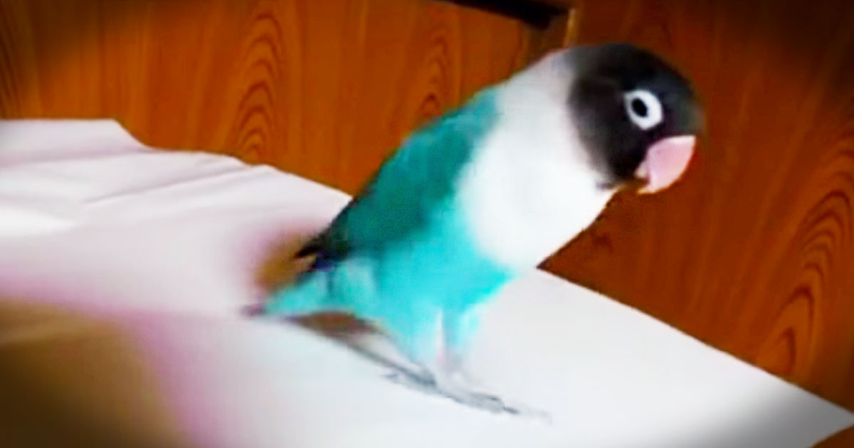 Apparently, This Energetic Parrot Has Some Fancy Footwork. And I ...