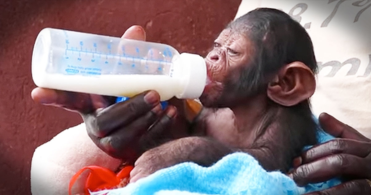 Adorable Baby Chimp Is Almost Too Sleepy For His Meal