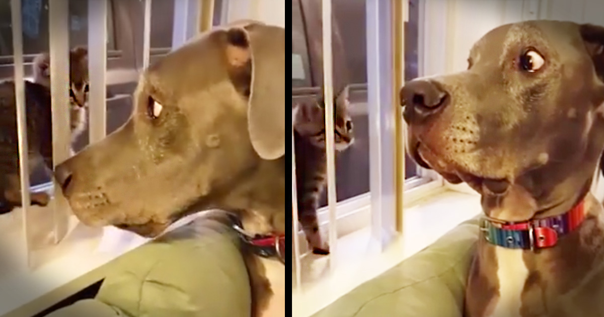 Giant Dog Has The Funniest Reaction To A Tiny Kitten Boop His Nose